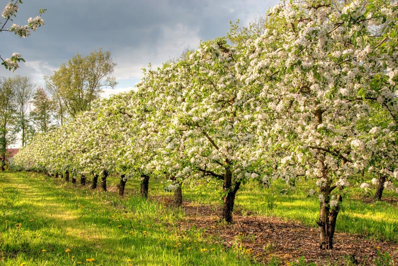Appelboomgaard in bloei stock foto. Image of gouden, wolken - 5139304