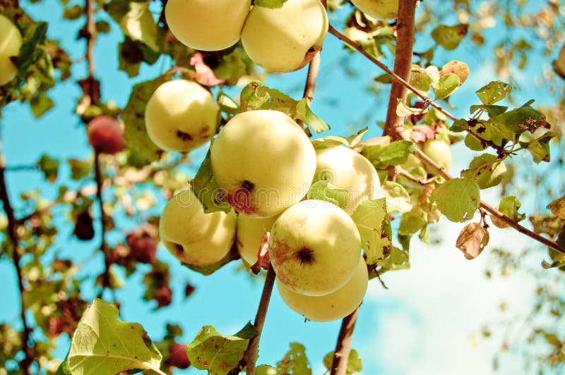 De Boomgaard Van De Appel (de Boom Van De Appel) Stock Foto - Image of ...