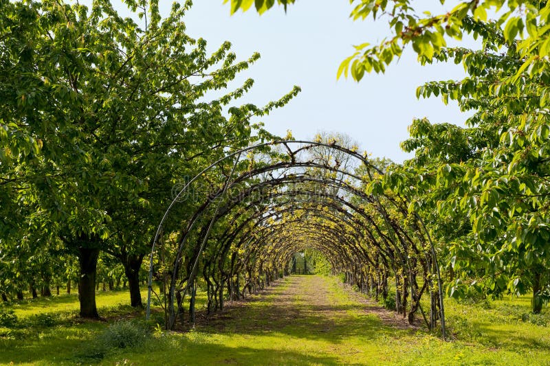 De boomgaard van de kers stock afbeelding. Image of ronde - 10037839