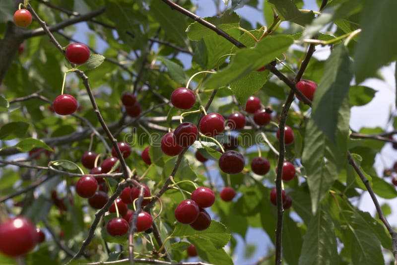 De boomgaard van de kers stock foto. Image of dorp, groen - 1575572