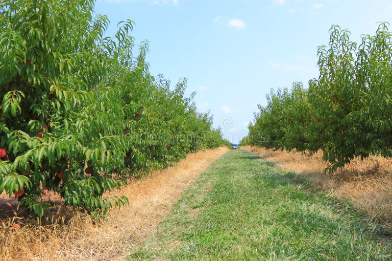 De Boomgaard van de perzik stock afbeelding. Image of rijen - 26005719
