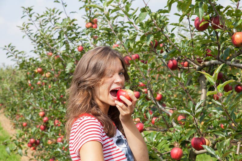 De Boomgaard Van De Appel in De Zomer Stock Afbeelding - Image of blauw ...