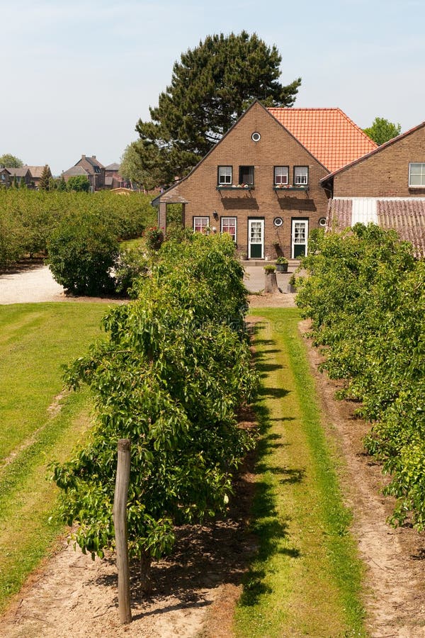 Fruit boomgaard stock afbeelding. Image of appel, peren - 12341