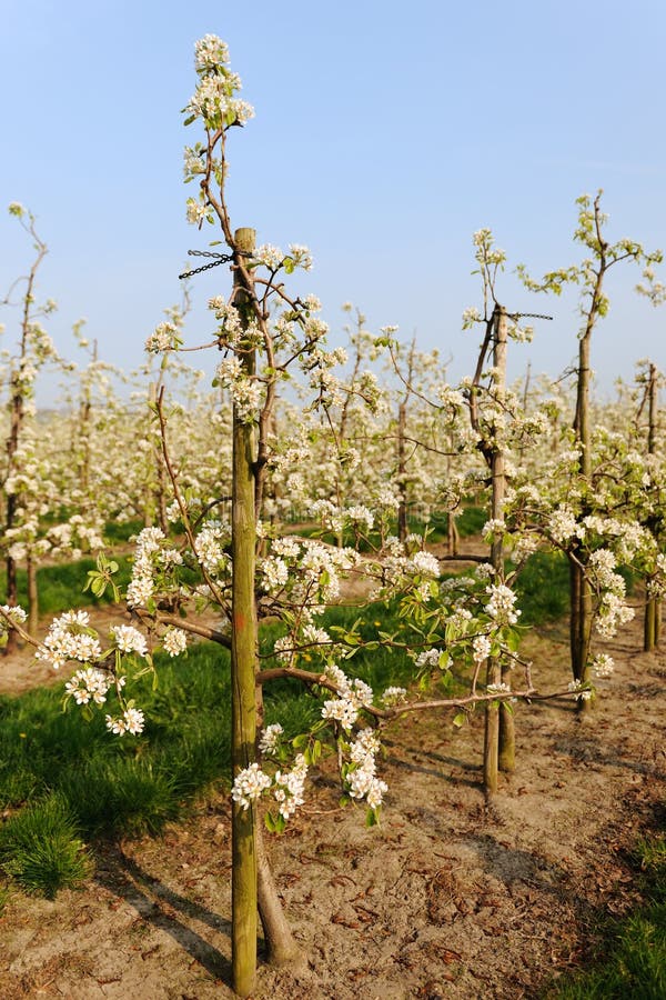 Fruit boomgaard stock afbeelding. Image of appel, peren - 12341