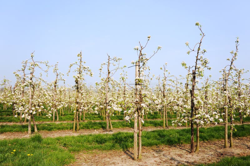 De boomgaard van het fruit stock foto. Image of tuinbouw - 9140652