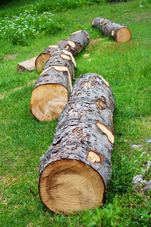 De Boomstam Van De Besnoeiing Stock Foto - Image of gras, schade: 14853582
