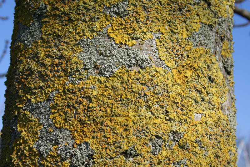 De Boomstam van het mos stock afbeelding. Image of hout - 706937