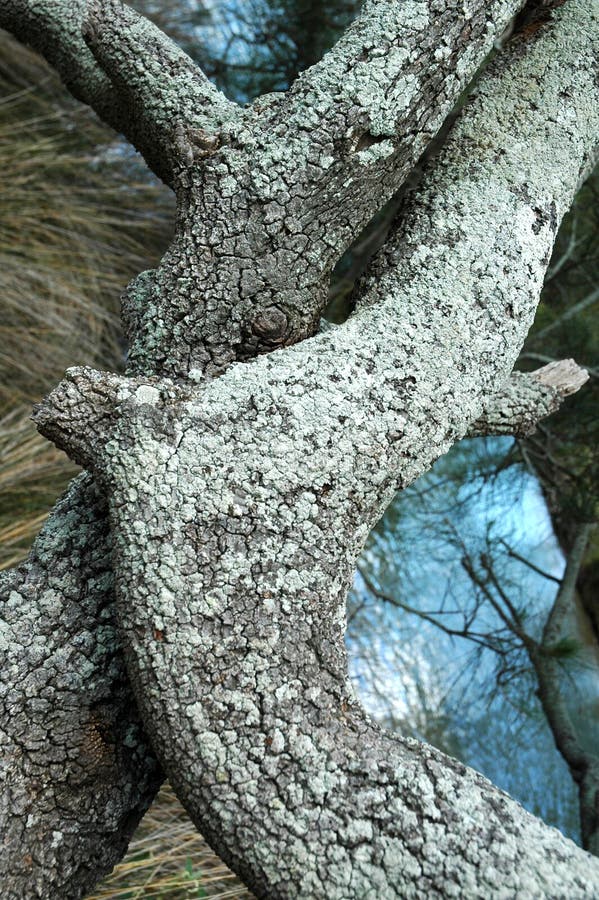 De Verwrongene Boom Van De Hazelnoot Stock Foto - Image of landbouw ...