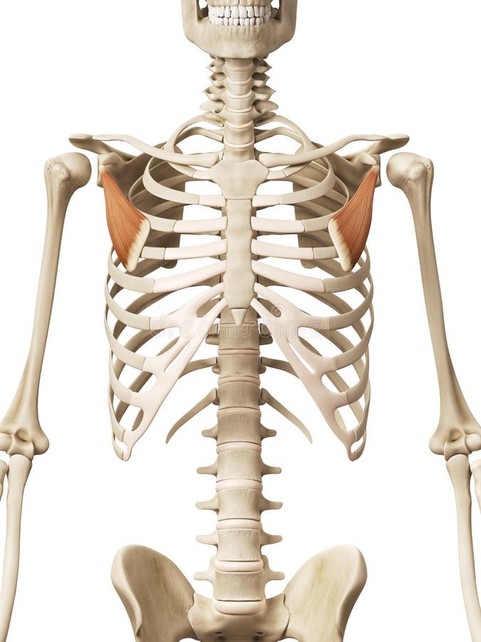 Anatomie Van De Borstspier De Minder Belangrijke Spier, 3d Medische ...