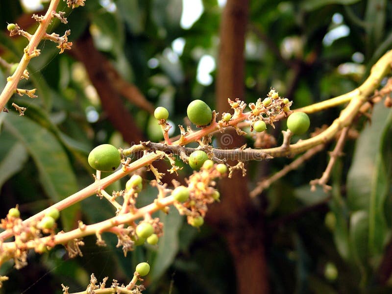 Mangobos Picture. Image: 69766