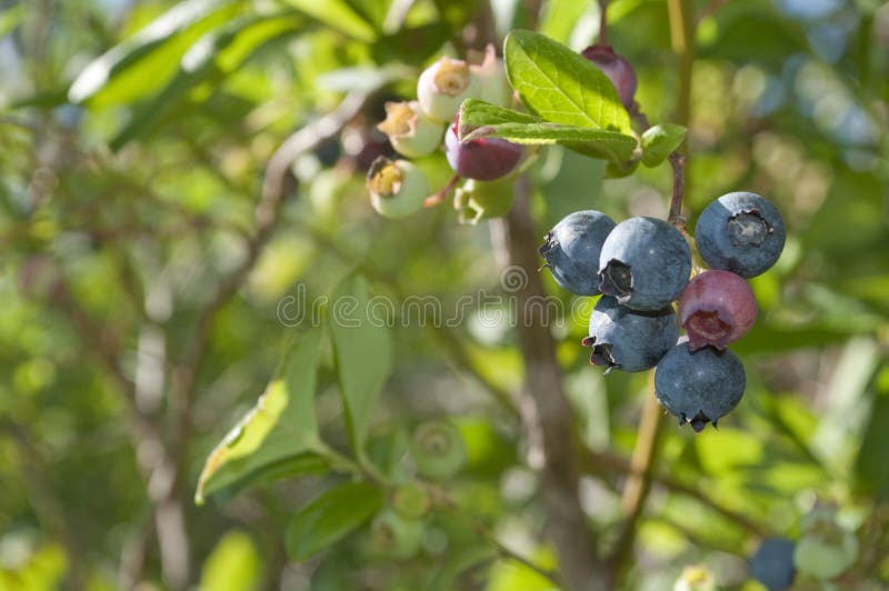 De Bosbessen Van De Hoog-struik Stock Afbeelding - Image of organisch ...
