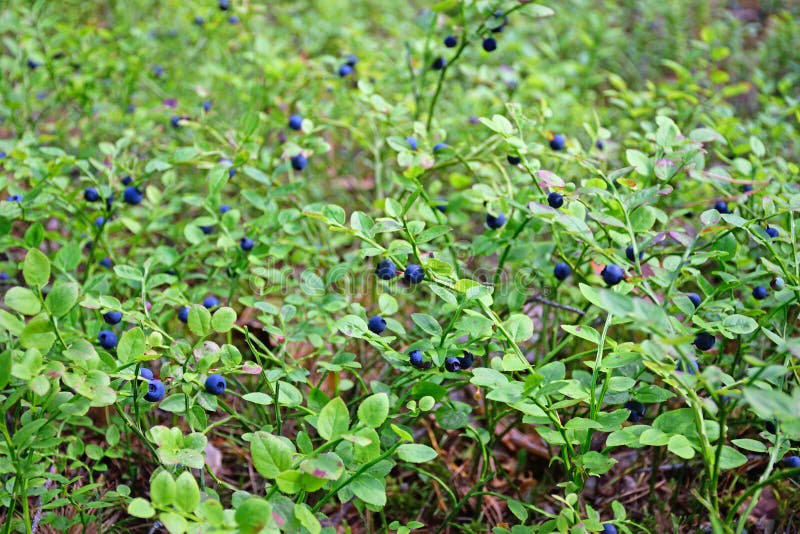 De Bosbessenstruiken in Het Hout En De Partijen Van Blauw Van Rijpe ...