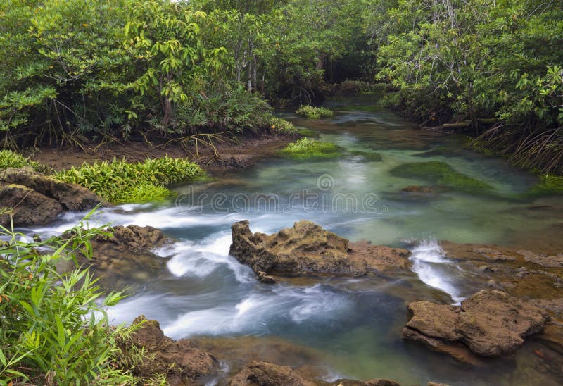 De Bossen Van De Mangrove Met Rivier Stock Foto - Image of wildernis ...