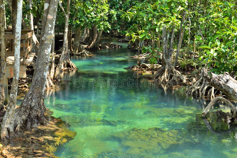 De bossen van de mangrove stock afbeelding. Image of overzees - 29969737