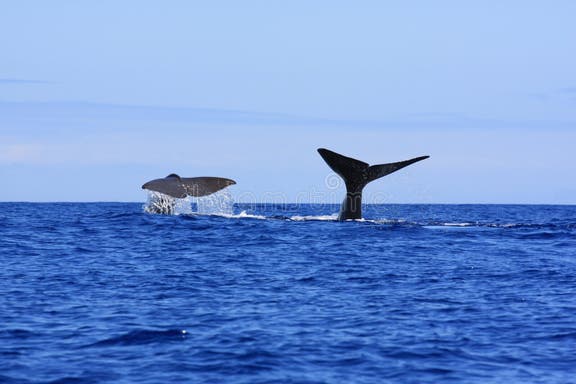 De bot van de Potvis stock foto. Image of duik, tafereel - 20536470