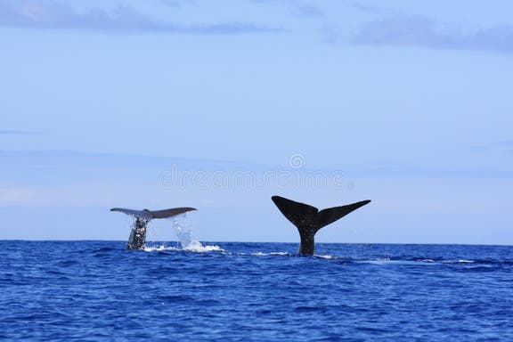 De bot van de Potvis stock afbeelding. Image of zwevend - 20536485