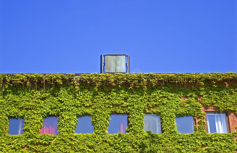 Ivy Building stock foto. Image of doorbladert, bladeren - 2568168