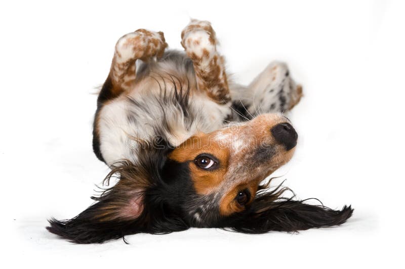 De Bovenkant Van De Hond - Neer Stock Foto - Image of isolatie ...