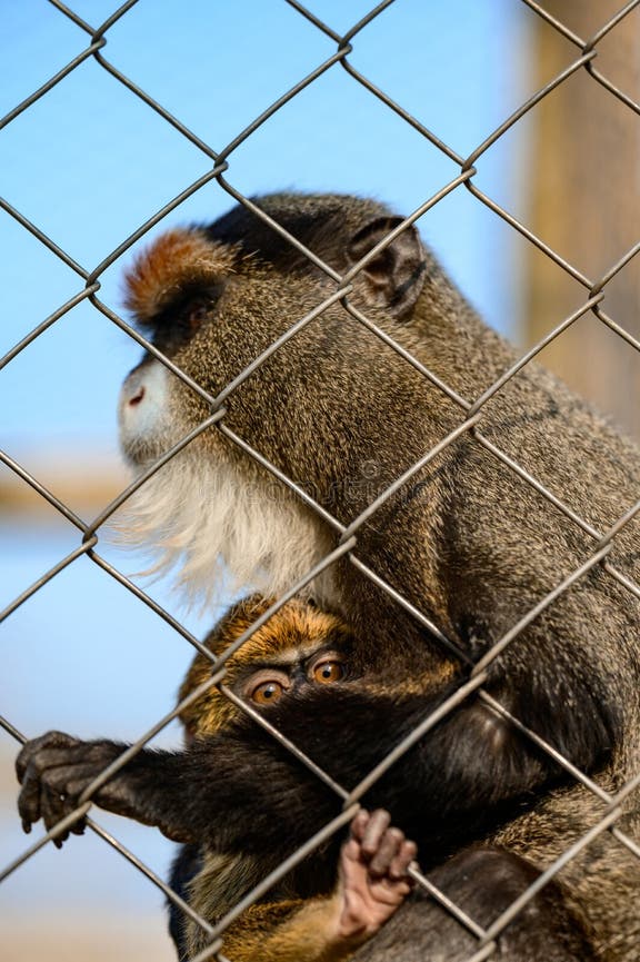 De Brazza Monkey Cercopithecus Zanectus from Africa in Captivity ...