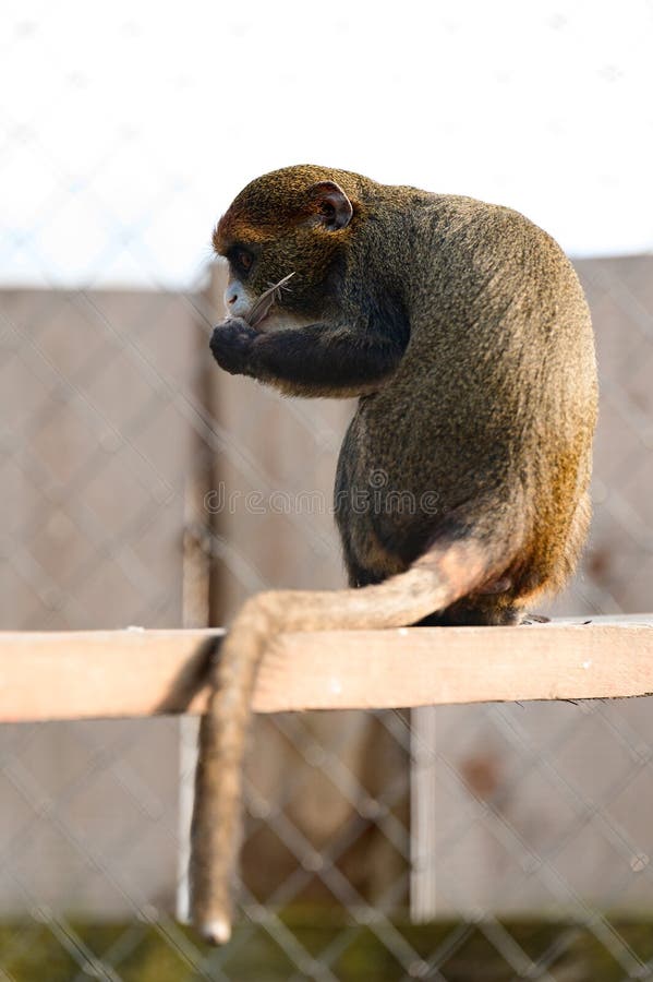 De Brazza Monkey Cercopithecus Zanectus from Africa in Captivity ...