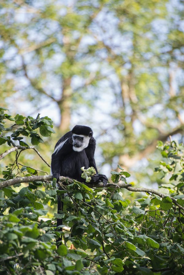 De Brazza`s Monkey, Cercopithecus Neglectus, Sitting on Tree Branch in ...