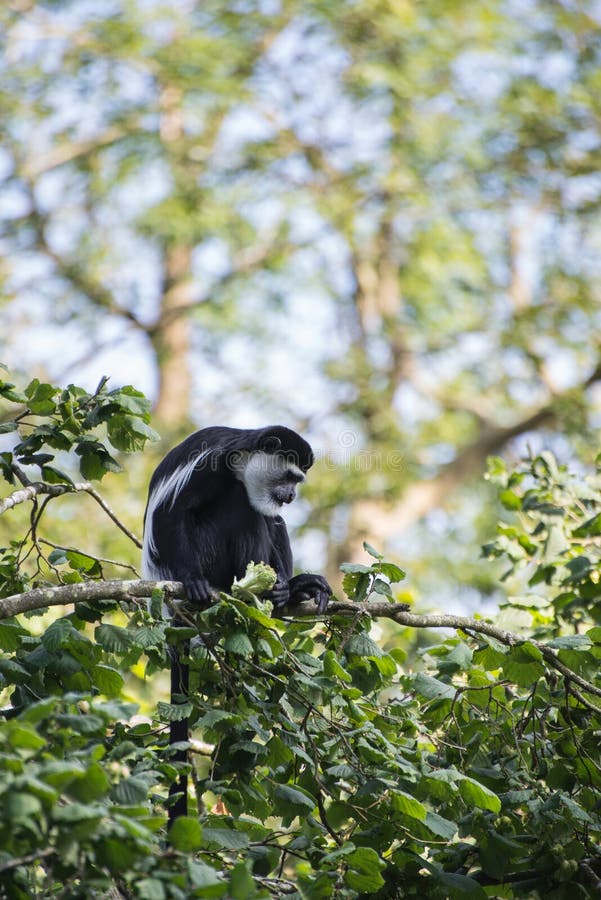 De Brazza`s Monkey, Cercopithecus Neglectus, Sitting on Tree Branch in ...