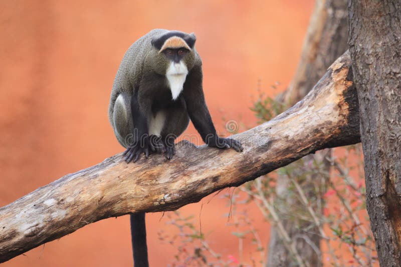 De Brazza monkey stock image. Image of neglectus, cercopithecus - 262489737
