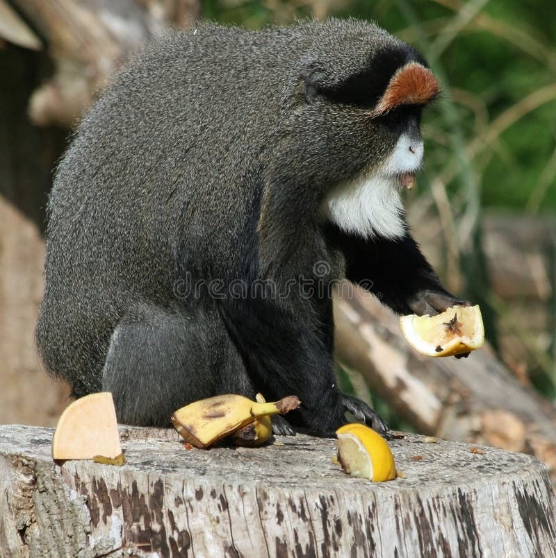 De Brazza s Monkey 2 stock image. Image of cercopithecus - 14655549