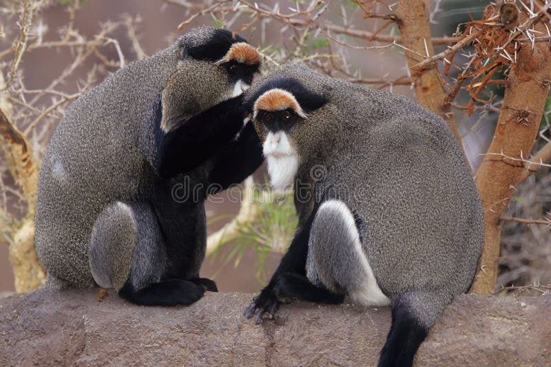 De Brazza s monkey stock image. Image of funny, wildlife - 282740527