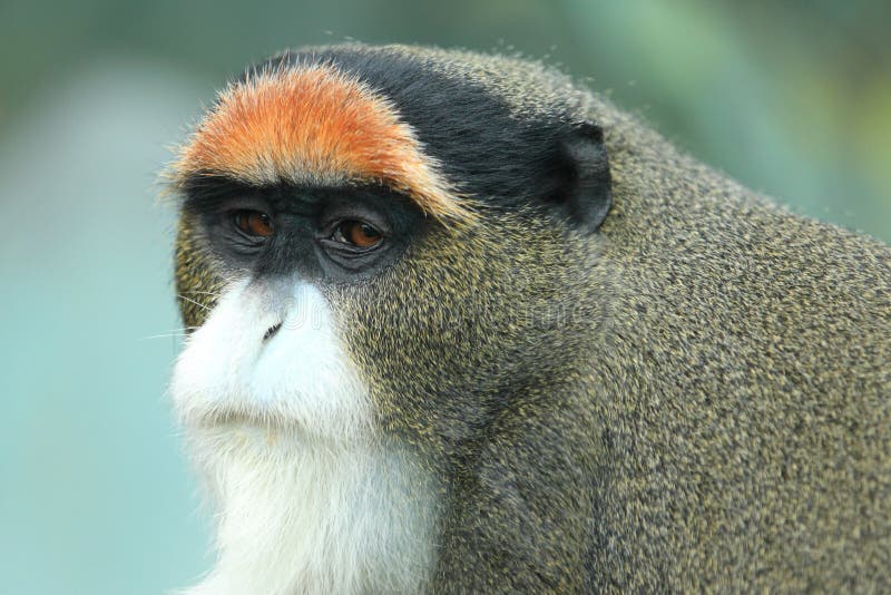 De Brazza s monkey stock photo. Image of world, head - 28700398