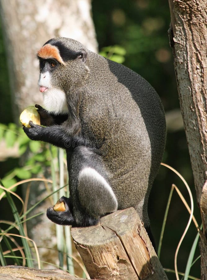 De Brazzas monkey stock photo. Image of neglectus, animal - 43170540