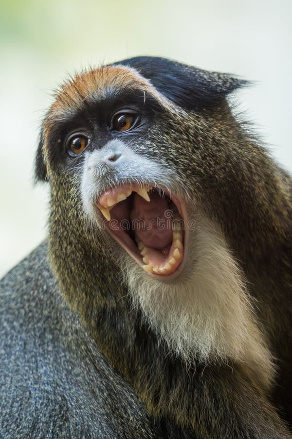 De Brazza S Monkey, Beautiful Colored Primate Endemic To the Riverine ...