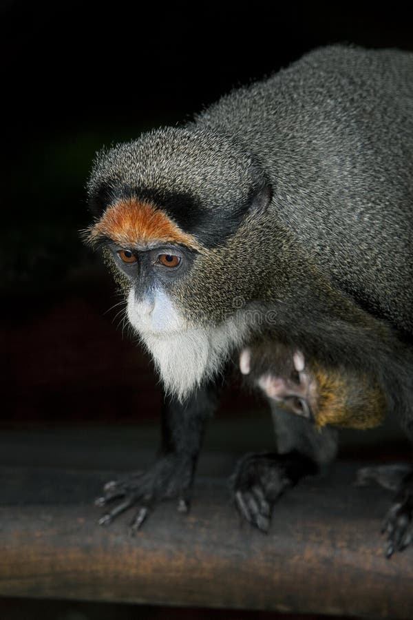 DE BRAZZA`S MONKEY Cercopithecus Neglectus, MALE with YOUNG Stock Image ...