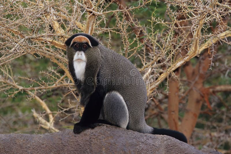 De Brazza s monkey stock photo. Image of brazza, funny - 282740560