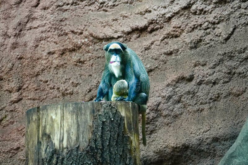 White Face Monkey Wall Art Stock Photos - Free & Royalty-Free Stock ...