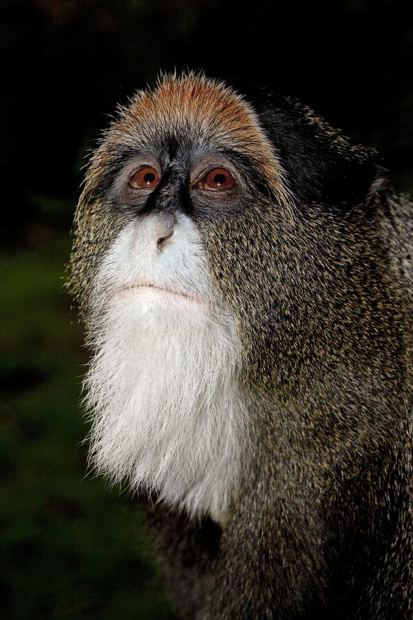 Male De Brazza`s Monkey Primates Adult Portrait Stock Photo - Image of ...