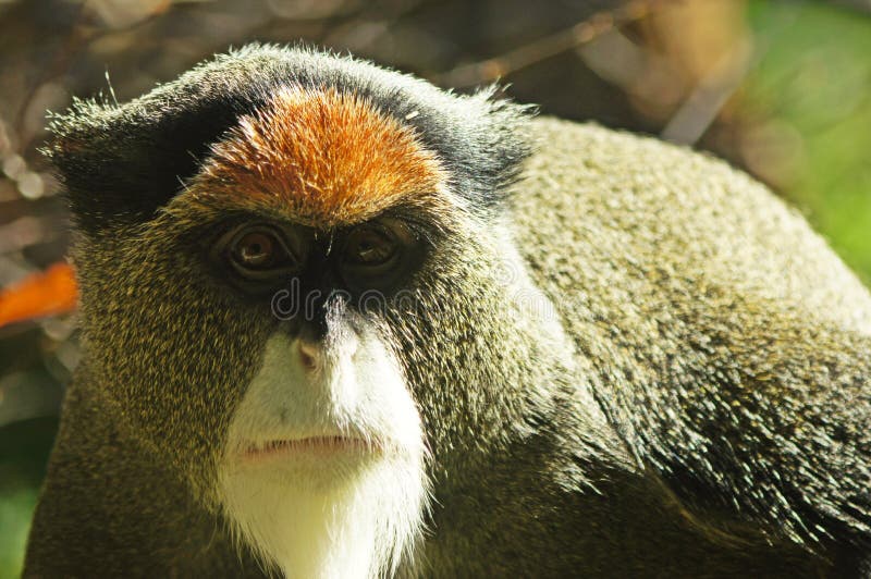 De Brazzas monkey stock photo. Image of neglectus, animal - 43170540