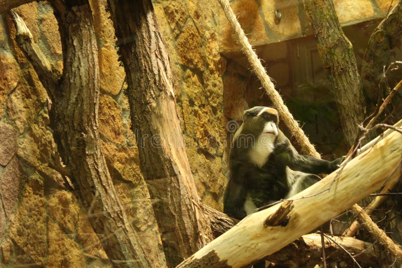 De Brazza& X27;s Monkey is a Medium-sized Monkey Sitting on a Large ...