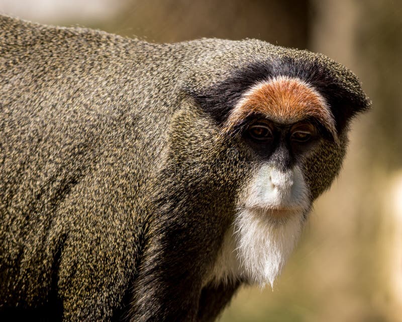 De Brazza`s Monkey with One Eye in Poor Condition, Portrait Editorial ...