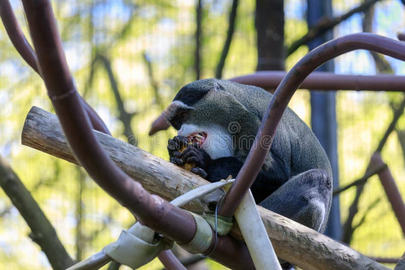 De Brazza S Monkey at Oregon Zoo Stock Photo - Image of national ...