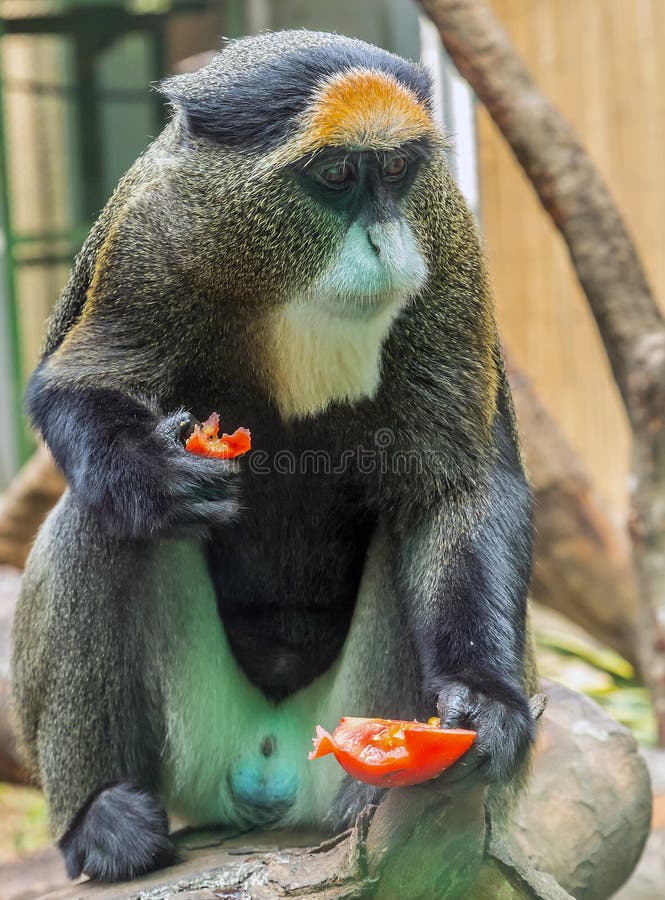 De Brazza`s Monkey, Cercopithecus Neglectus, Sitting on Tree Branch in ...