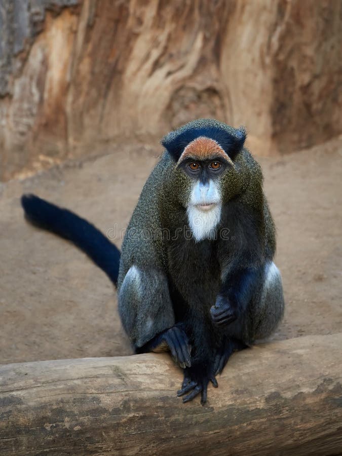 De Brazzas monkey stock photo. Image of neglectus, animal - 43170540