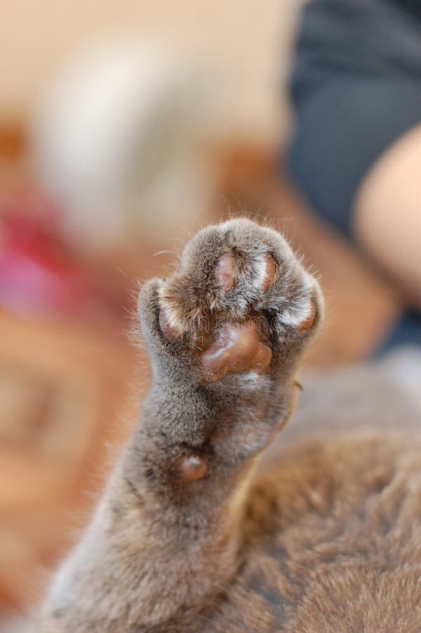 Britse rechter kattenpoot stock foto. Image of poot, bont - 12810334