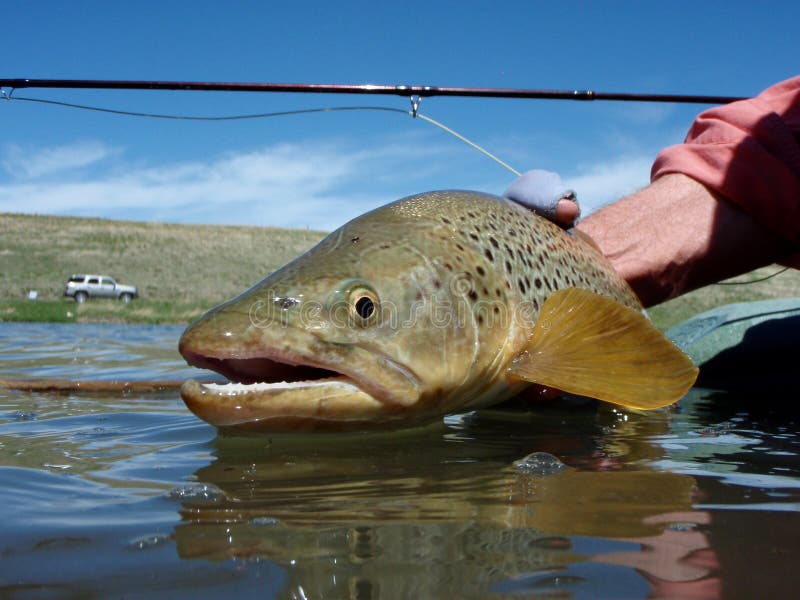 Stillwater Bruine Forel stock afbeelding. Image of idaho - 22010071