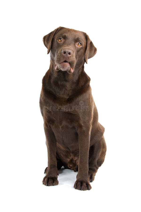 Bruine Labrador Retriever Hond Stock Foto - Image of canis, uitziend ...
