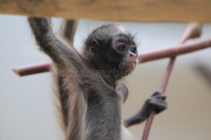 De Bruine Jongere Van De Spinaap Stock Foto - Image of amerikaans ...