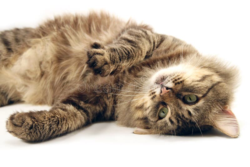 De bruine kat stock foto. Image of rijst, japans, jong - 3761028