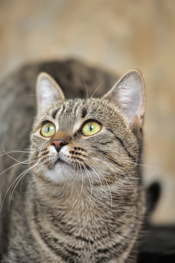 De Bruine Kat Van Gestreepte Kat Europese Shorthair Stock Foto - Image ...