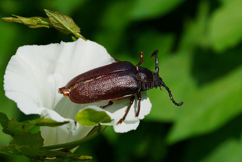 De Bruine Kever Zit in Een Witte Bloemknop Stock Foto - Image of kever ...