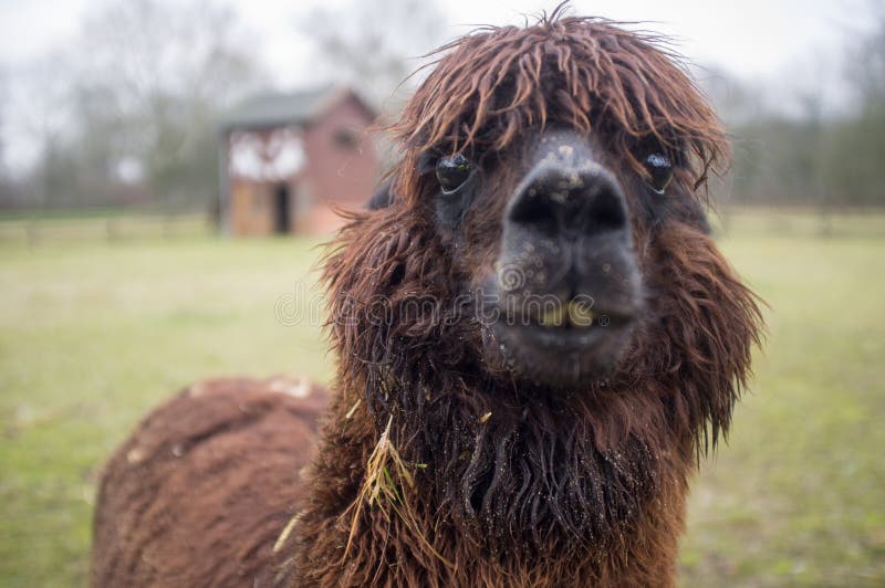 De Bruine Lama Kijkt Merkwaardig Stock Foto - Image of ogen, gras: 28520412
